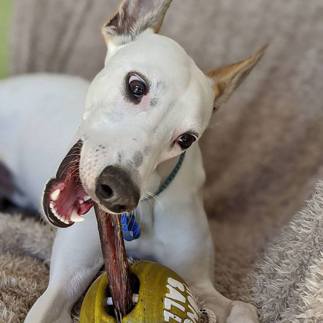 Bully sticks help clean your dog's teeth – Monchball